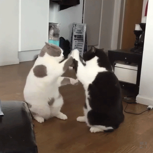 Funny Cat GIFs To Make You Smile
