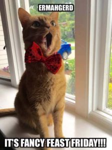 Hilarious Cat Memes to Make You Laugh Right Meow