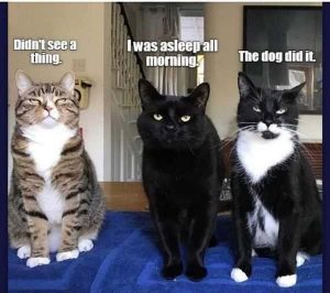 Hilarious Cat Memes to Make You Laugh Right Meow