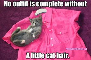 Hilarious Cat Memes to Make You Laugh Right Meow