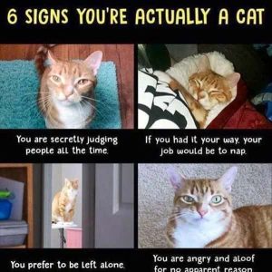 Hilarious Cat Memes to Make You Laugh Right Meow