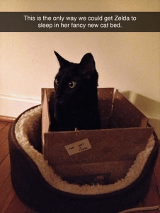 Hilarious Cat Memes to Make You Laugh Right Meow