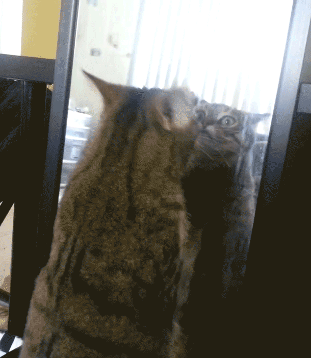 Cat Smiling Gif