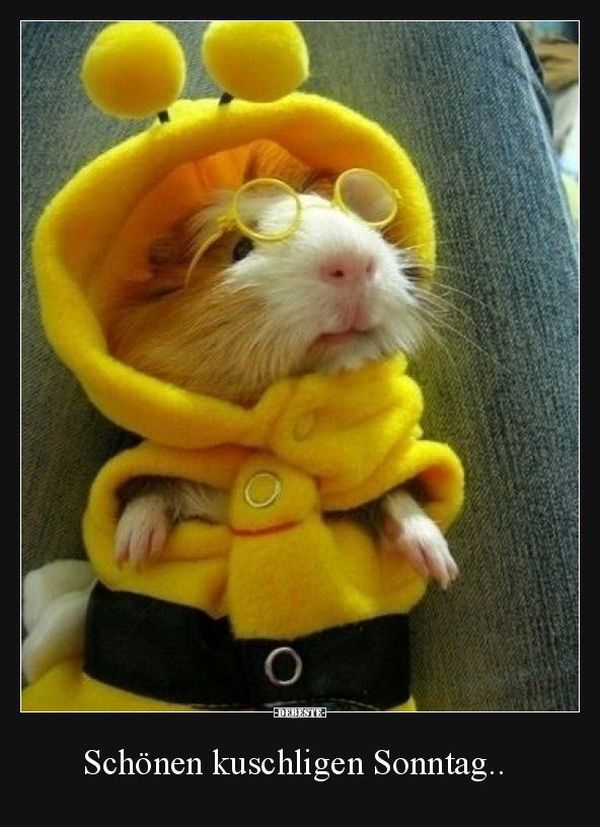 Lustige Tiere Bilder auf MemesBams.com, Besten Witzige Tierbilder